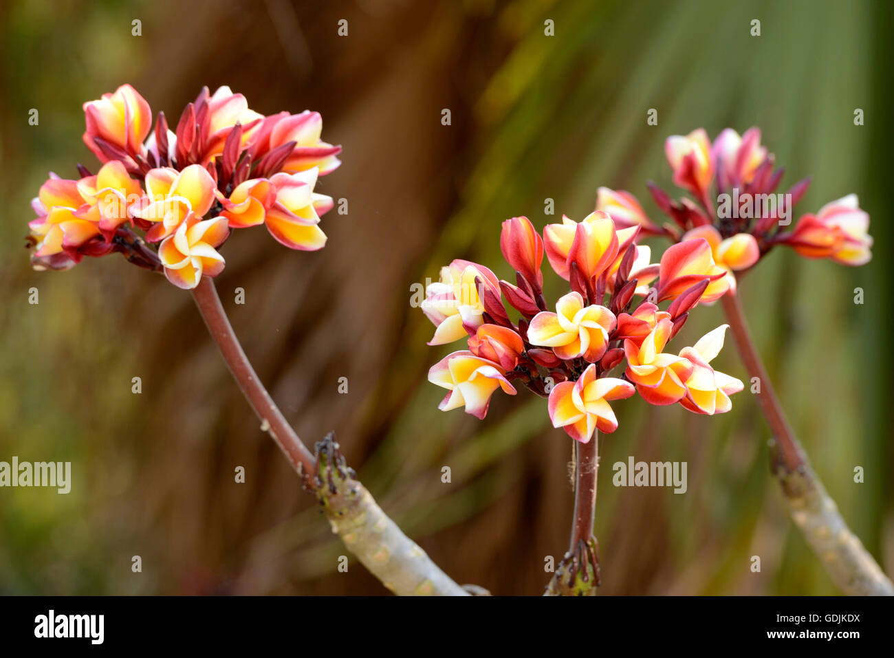 tropical flowers in the gardens at the Inle Lake in the Shan State in ...