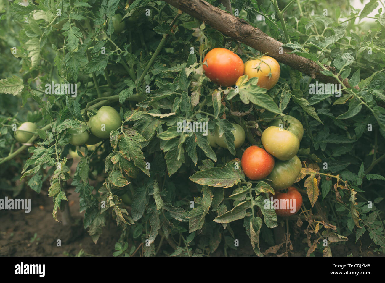 Growing of vegetable hi-res stock photography and images - Alamy