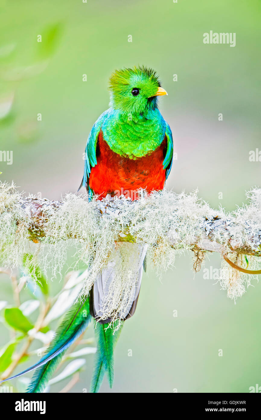 A male Resplendent Quetzal in a wild avocado tree in the Talamanca ...