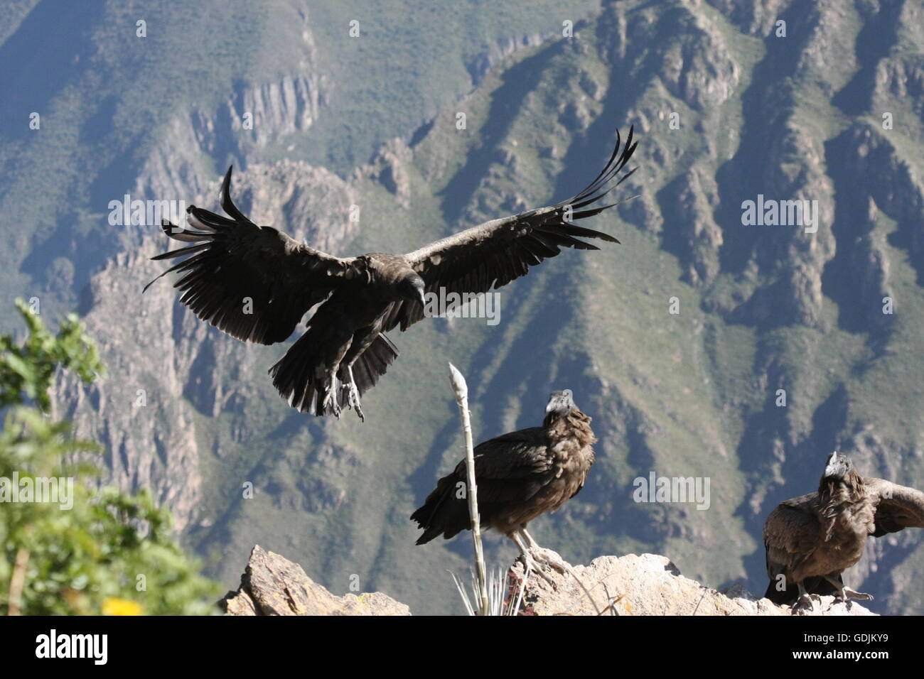 Three juvenile South American Condors with one about to crash land over ...