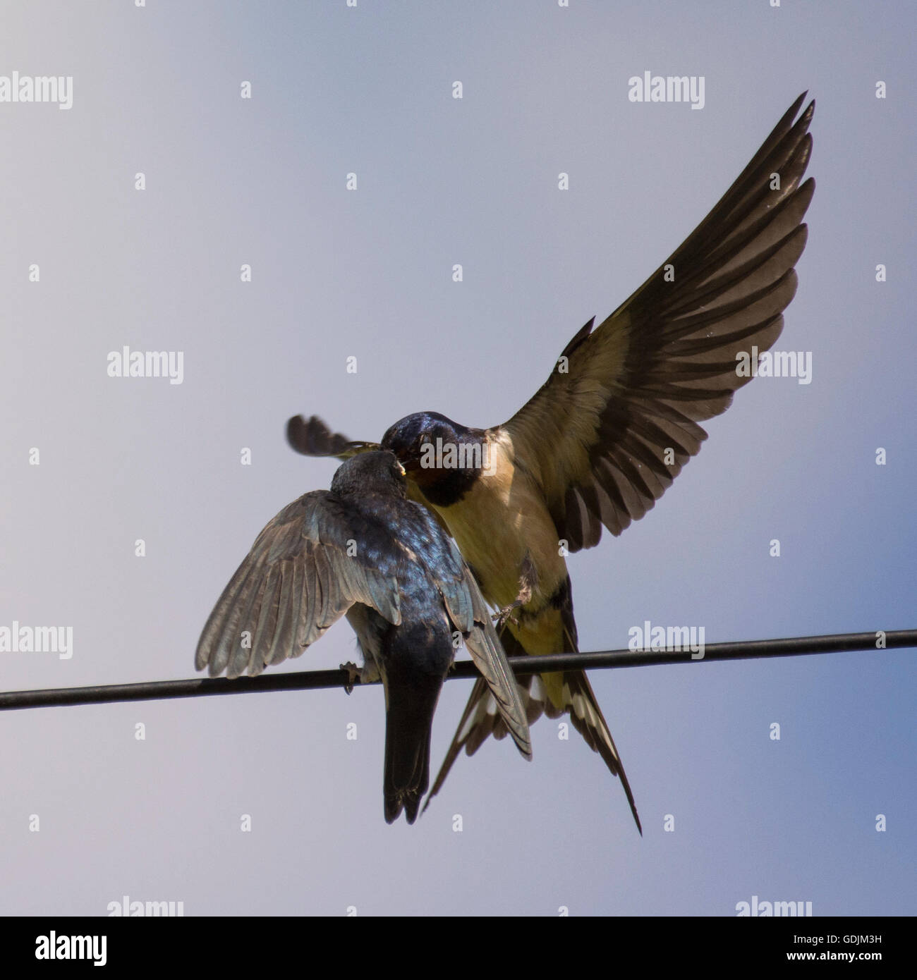 Juvenile barn swallows hi-res stock photography and images - Alamy