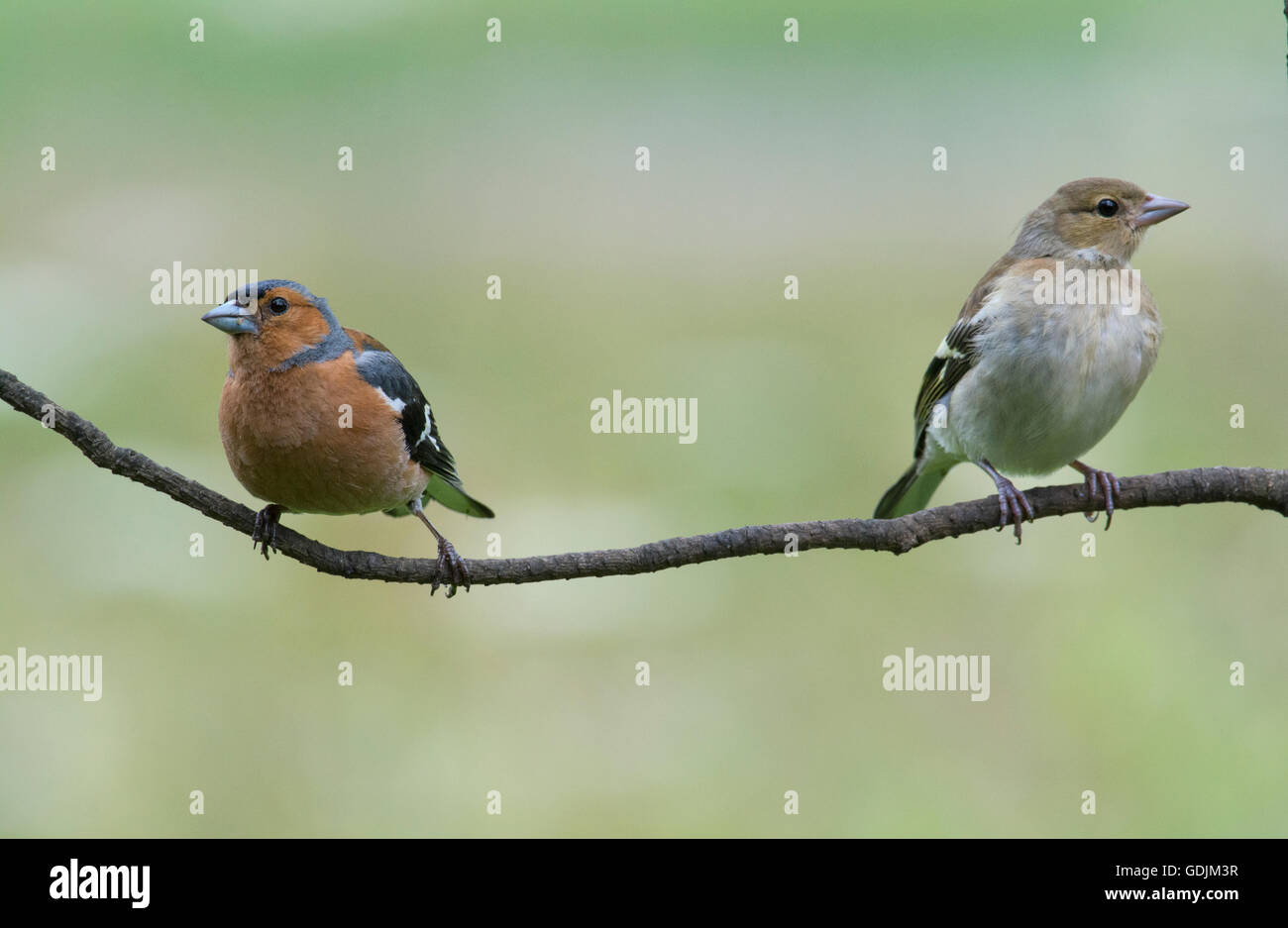 Female chaffinches hi-res stock photography and images - Alamy