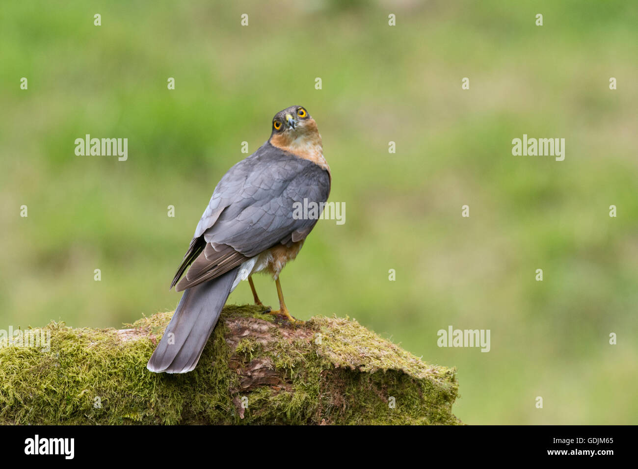 Blue male sparrow hawk hi-res stock photography and images - Alamy