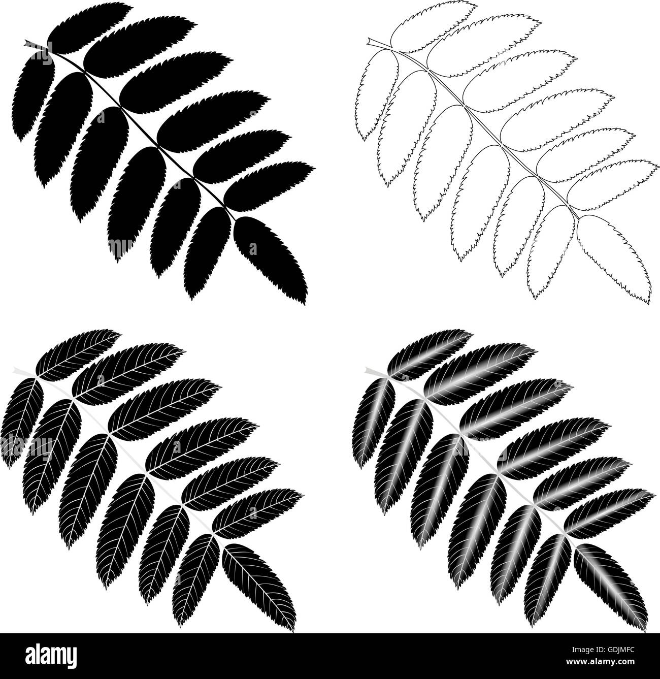 Rowan,(Sorbus aucuparia), vector, isolated Rowan leaf Stock Vector ...