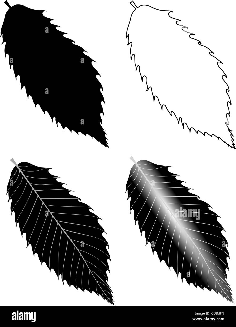 chestnut ,(Castanea sativa ), vector, isolated chestnut leaf Stock ...