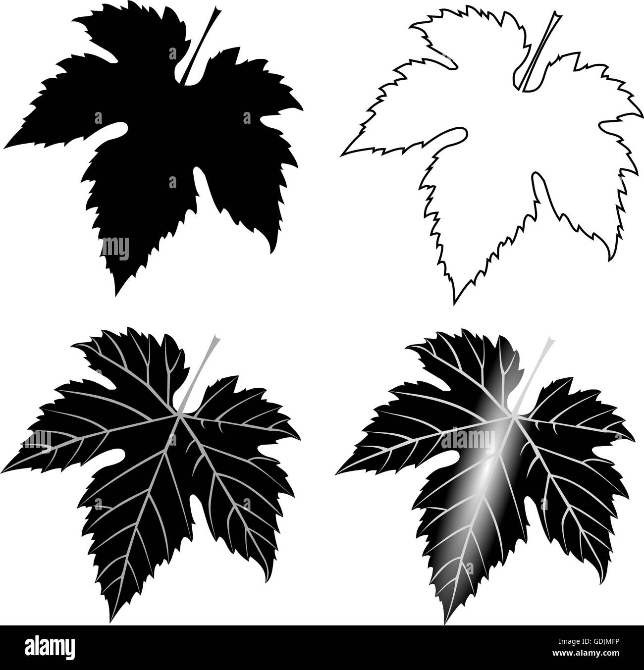 isolated fig leaf, vector,fig leaf,illustration,garden Stock Vector ...