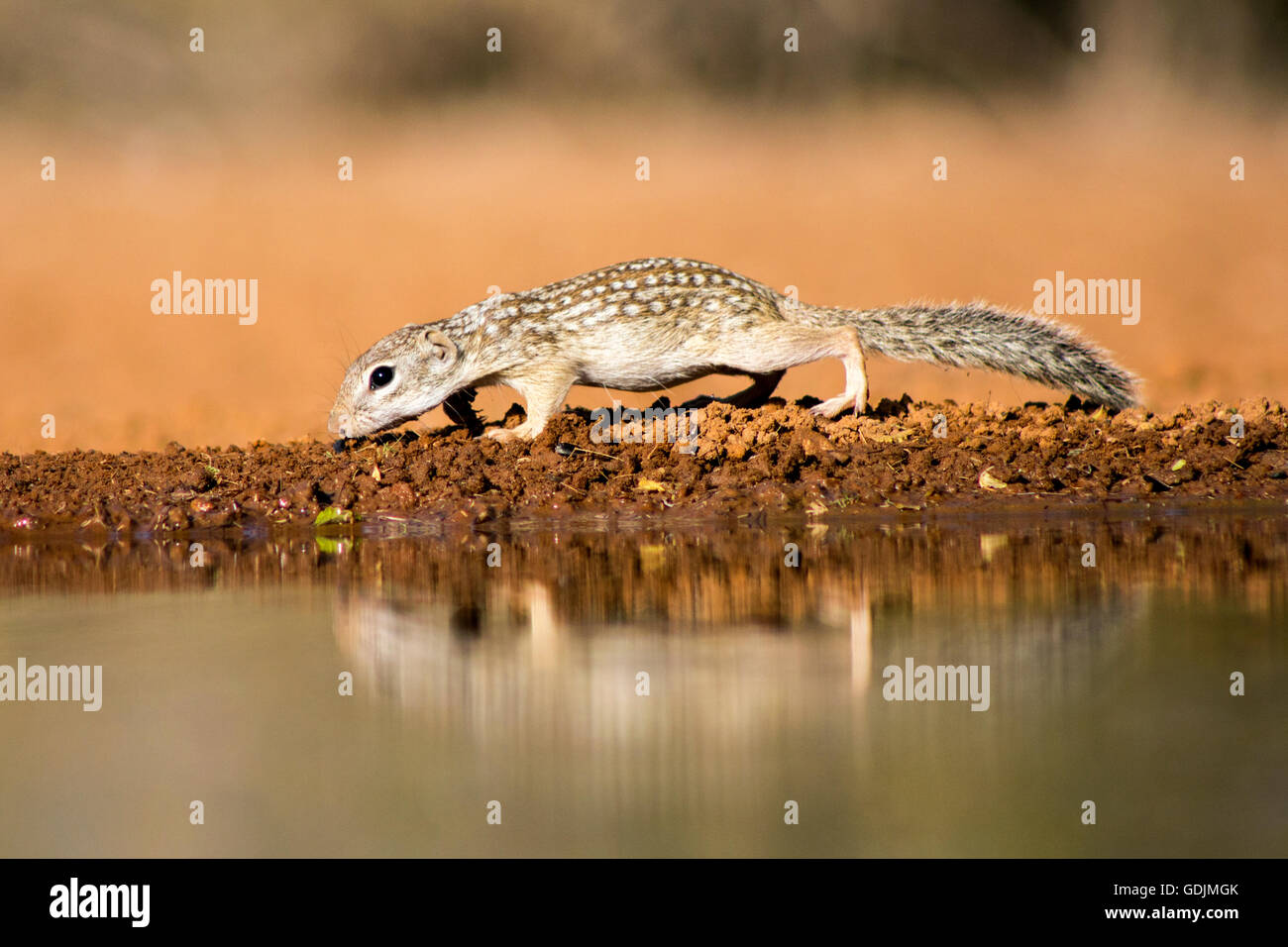 Mexican Ground Squirrel (Spermophilus mexicanus) drinking at waterhole ...