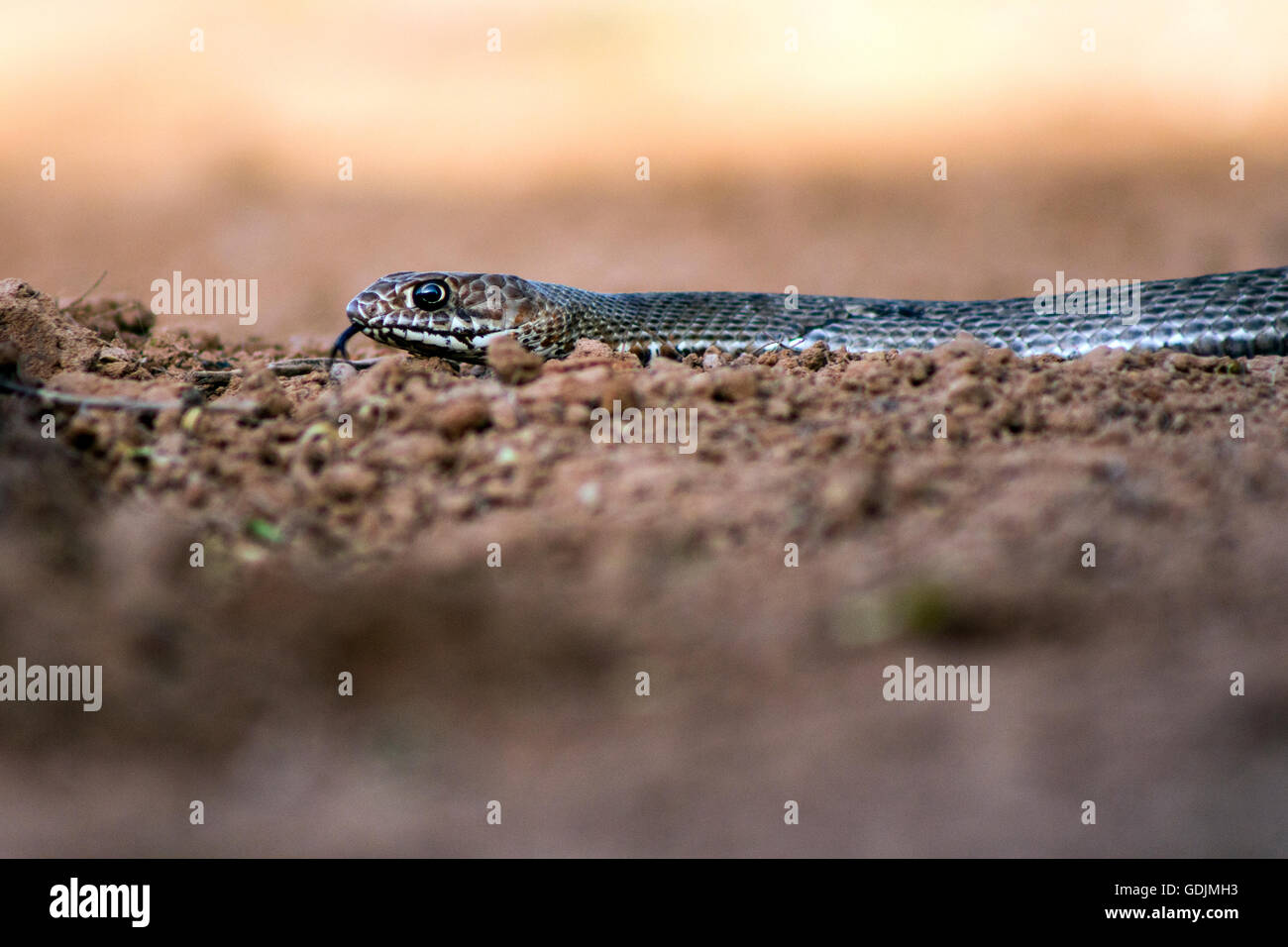 Eastern coachwhip snake masticophis flagellum hi-res stock photography ...