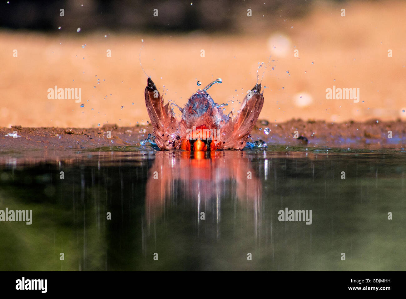 North Cardinal (Male) - Santa Clara Ranch, McCook, Texas, USA Stock ...