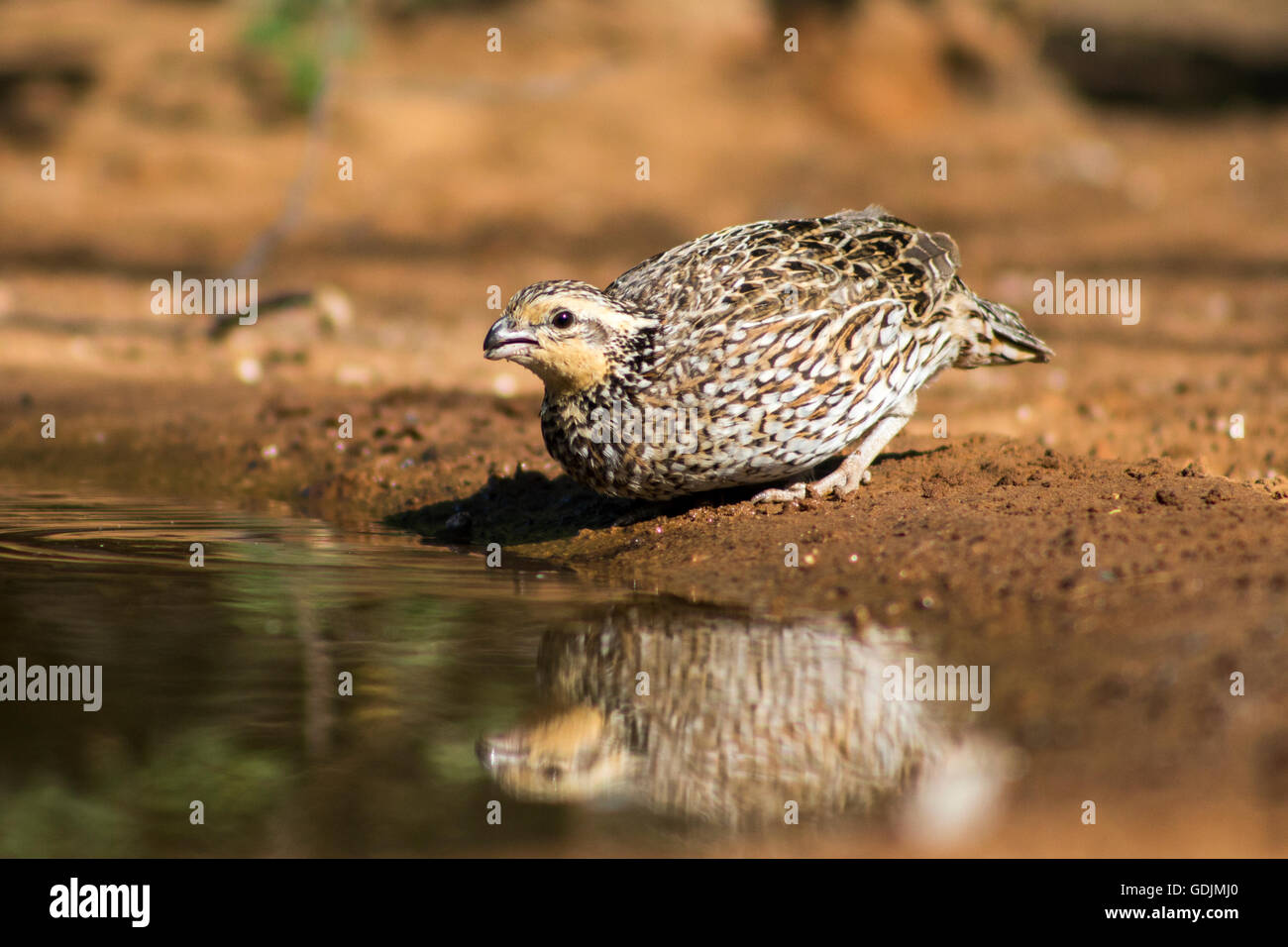 Northern Bobwhite Quail (Female) - Santa Clara Ranch, McCook, Texas ...