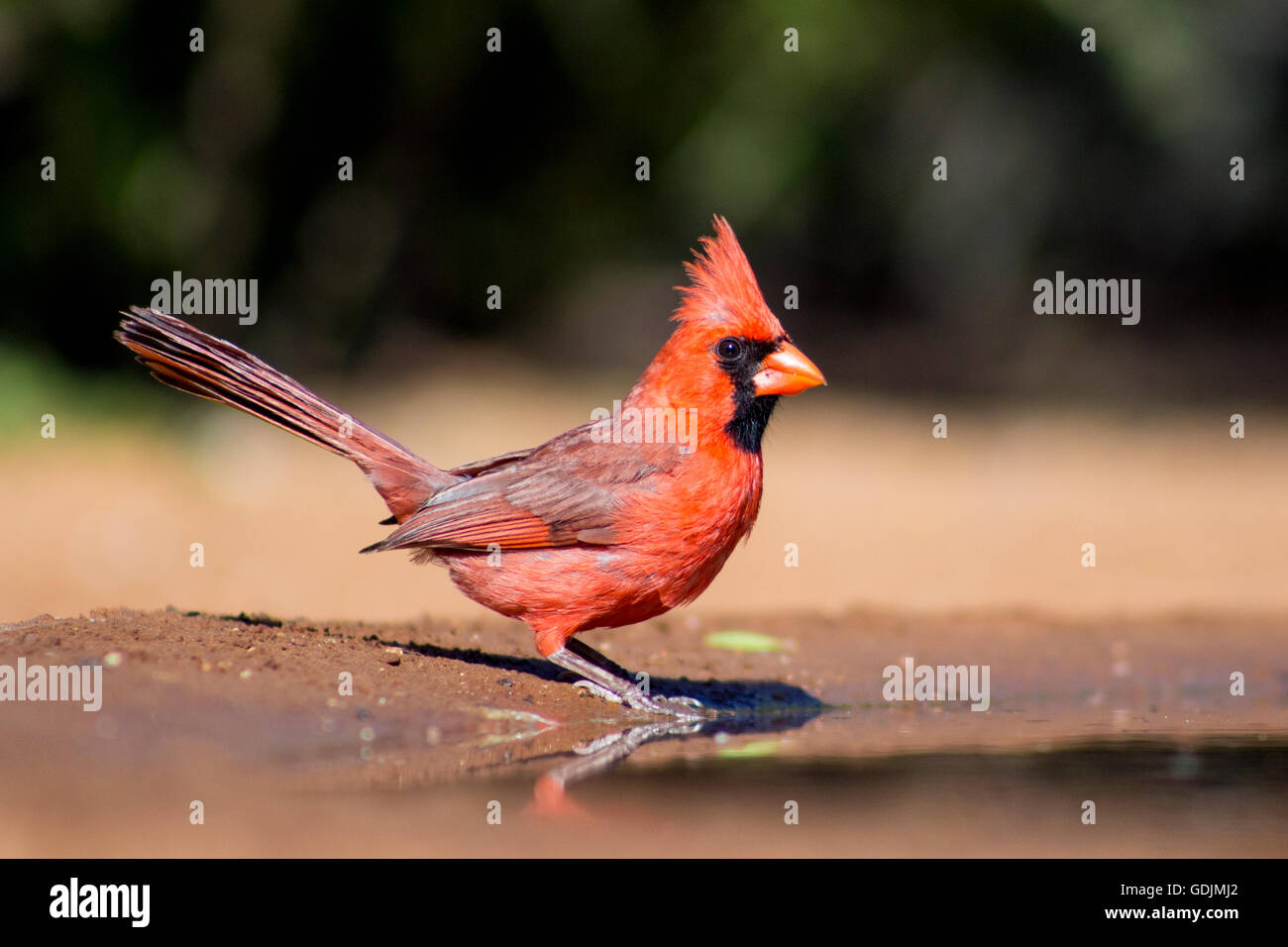 North Cardinal (Male) - Santa Clara Ranch, McCook, Texas, USA Stock ...