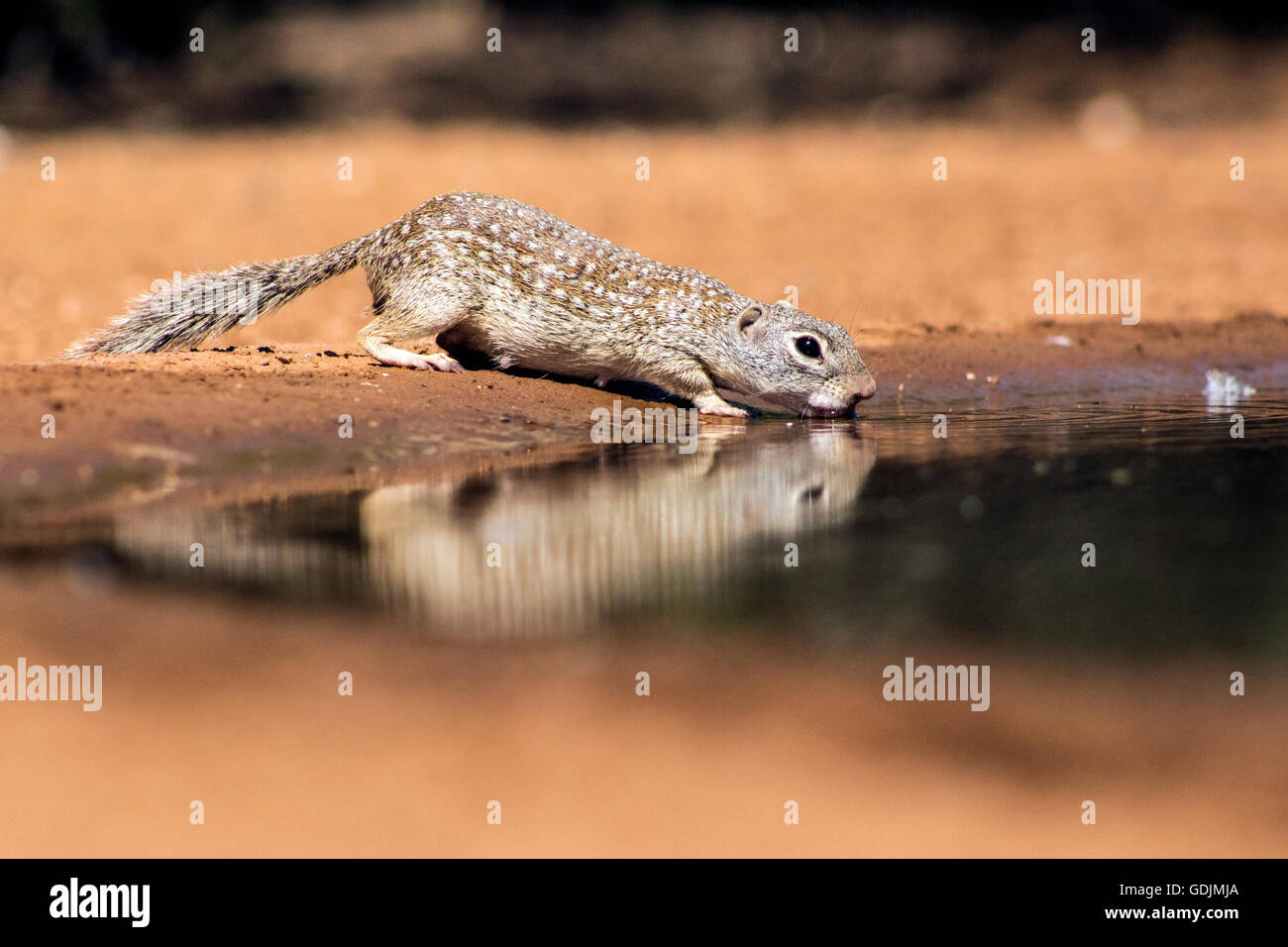 Mexican Ground Squirrel (Spermophilus mexicanus) drinking at waterhole ...