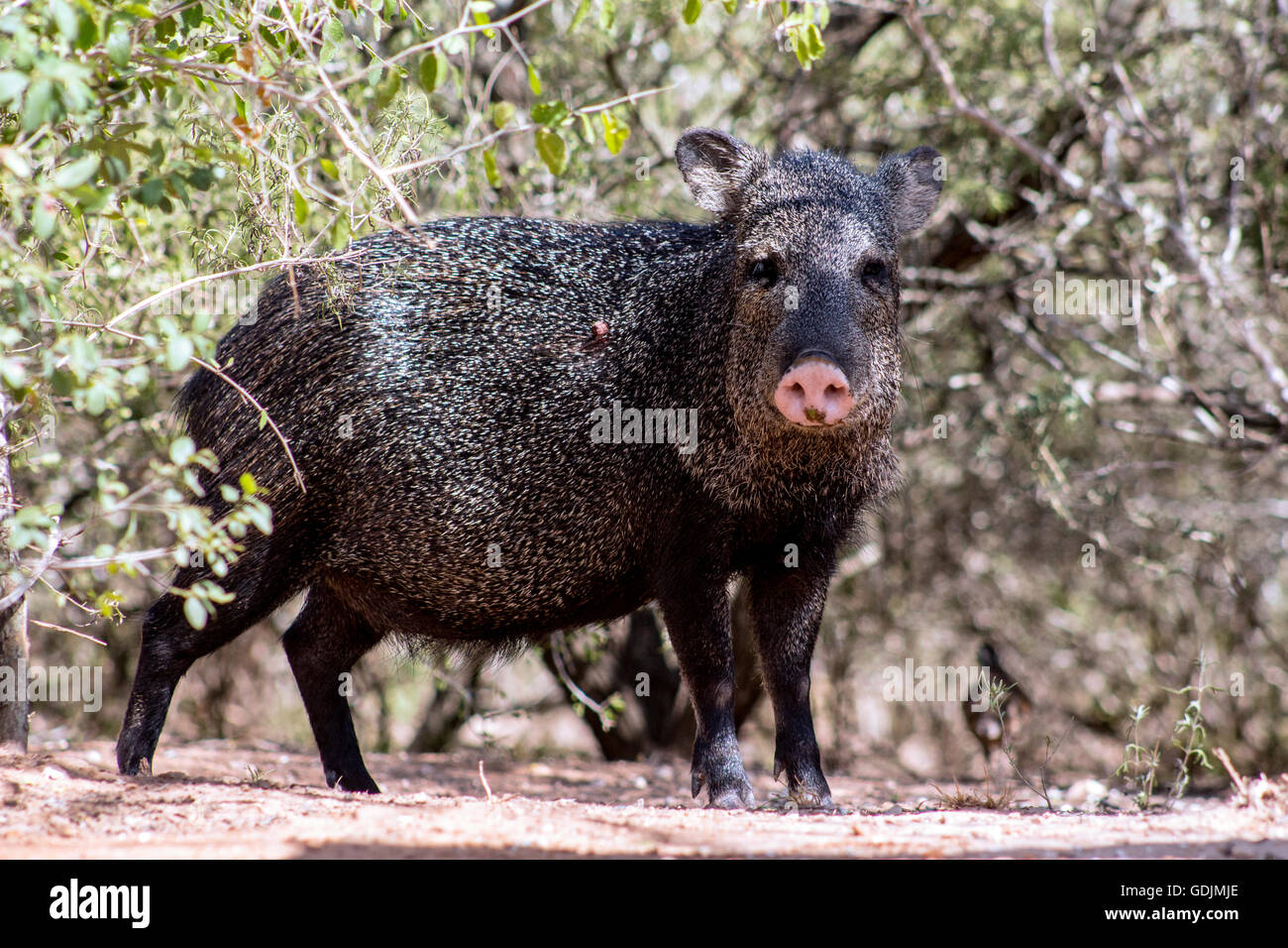 Javelina or Collared Peccary - Santa Clara Ranch; McCook, Texas, USA ...
