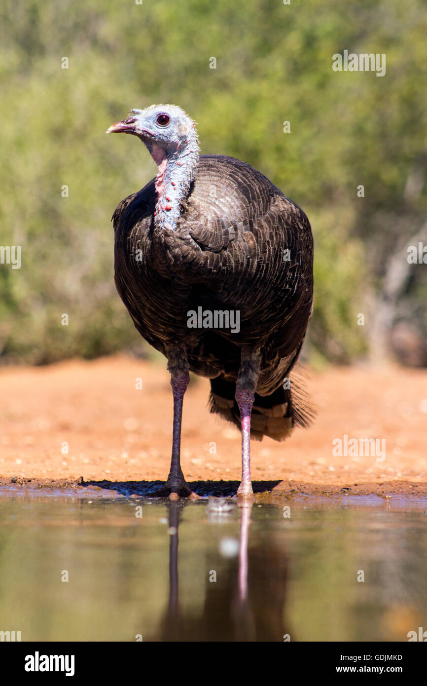 Wild Turkey (Meleagris gallopavo) - Santa Clara Ranch, McCook, Texas ...