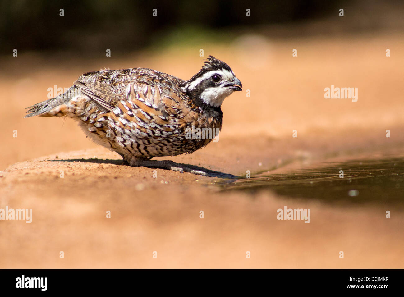 Species quail hi-res stock photography and images - Alamy