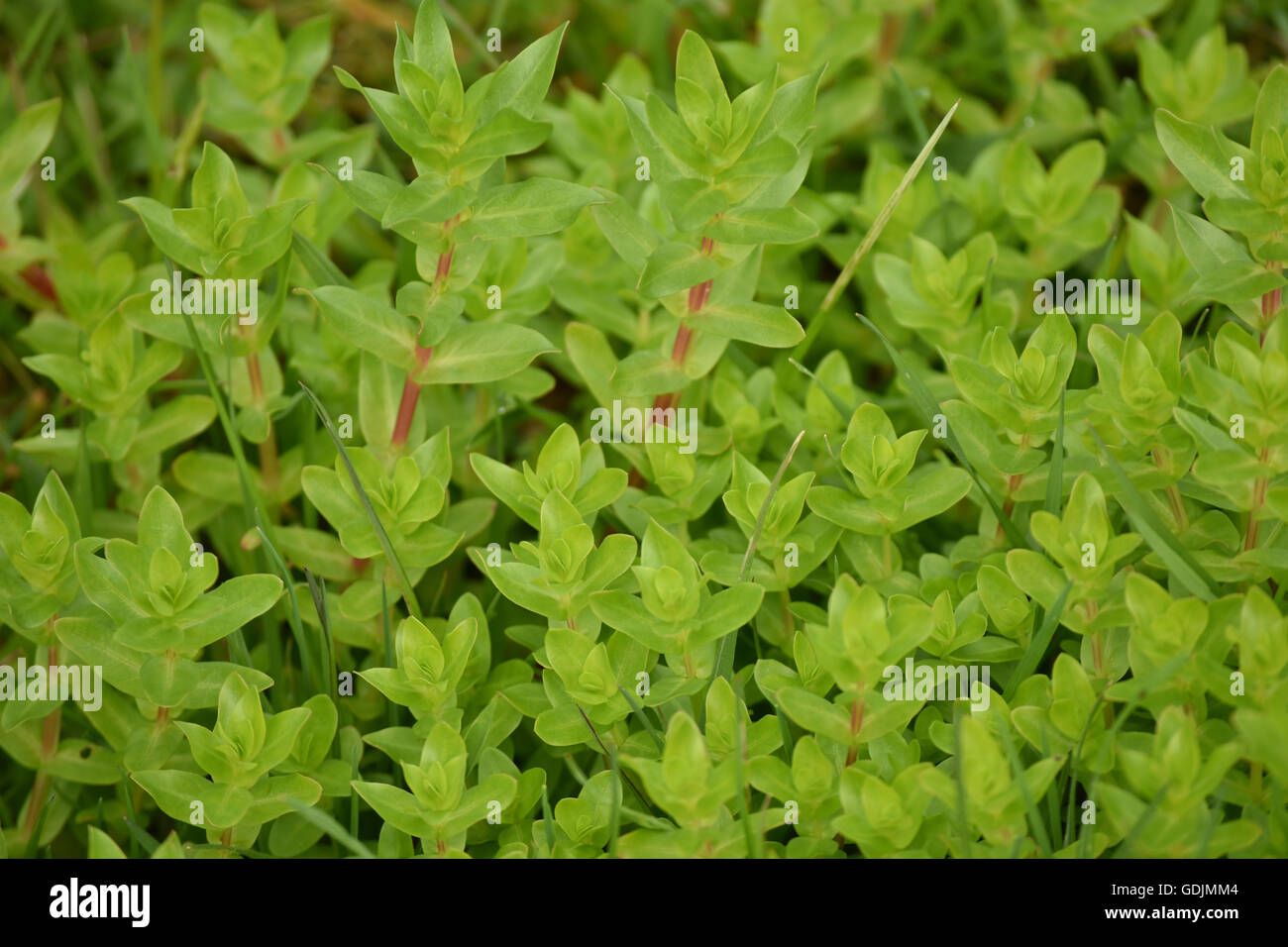Dense green leaves Stock Photo - Alamy