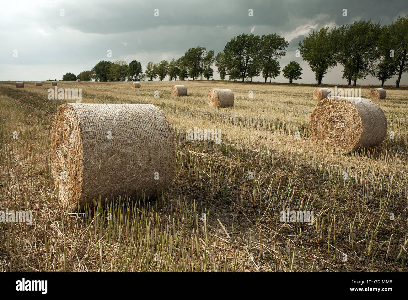 Straw forage hi-res stock photography and images - Alamy