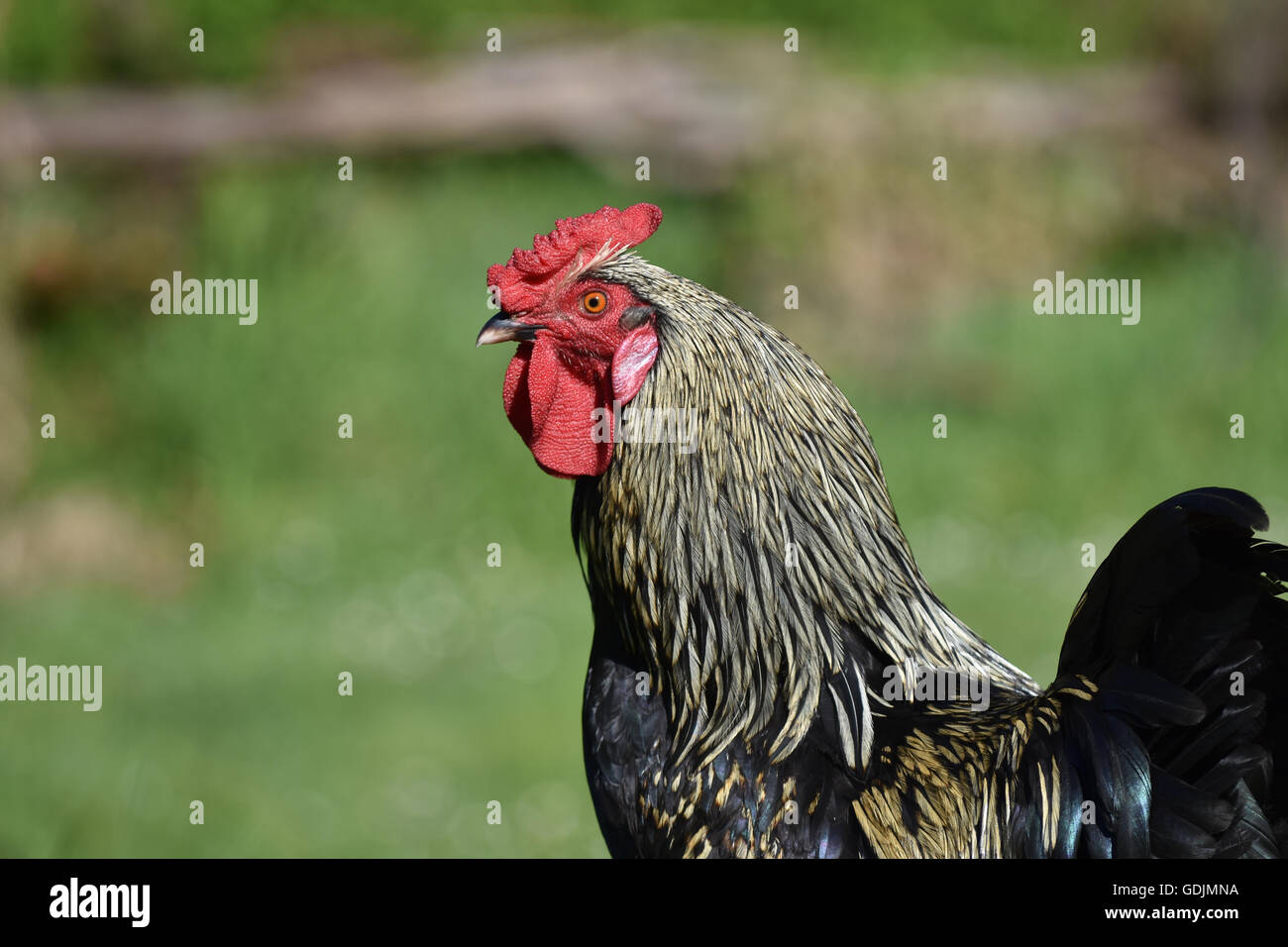 Rooster with dark feathers and red face Stock Photo - Alamy