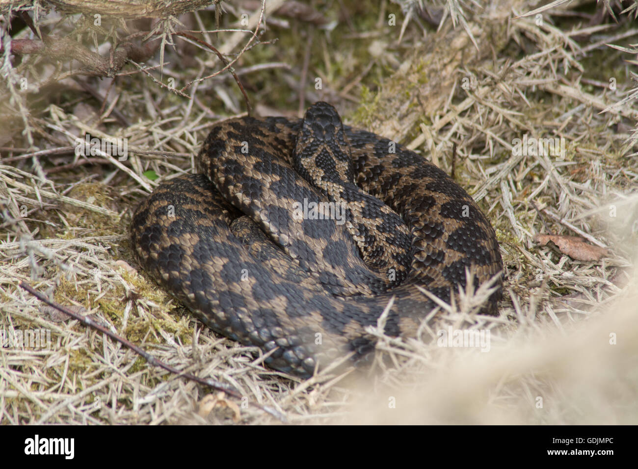 Dead adder hi-res stock photography and images - Alamy