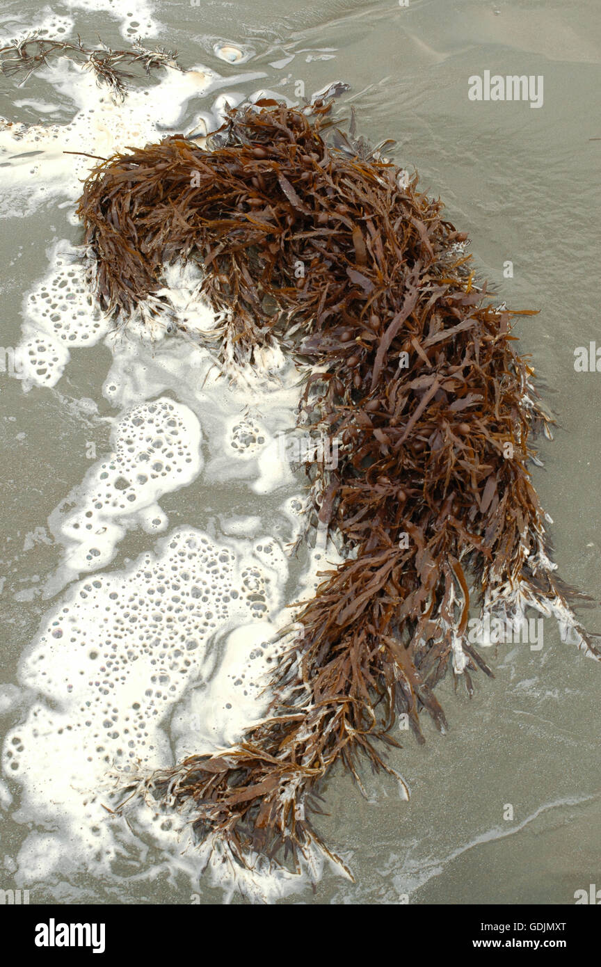Brown seaweed float hi-res stock photography and images - Alamy