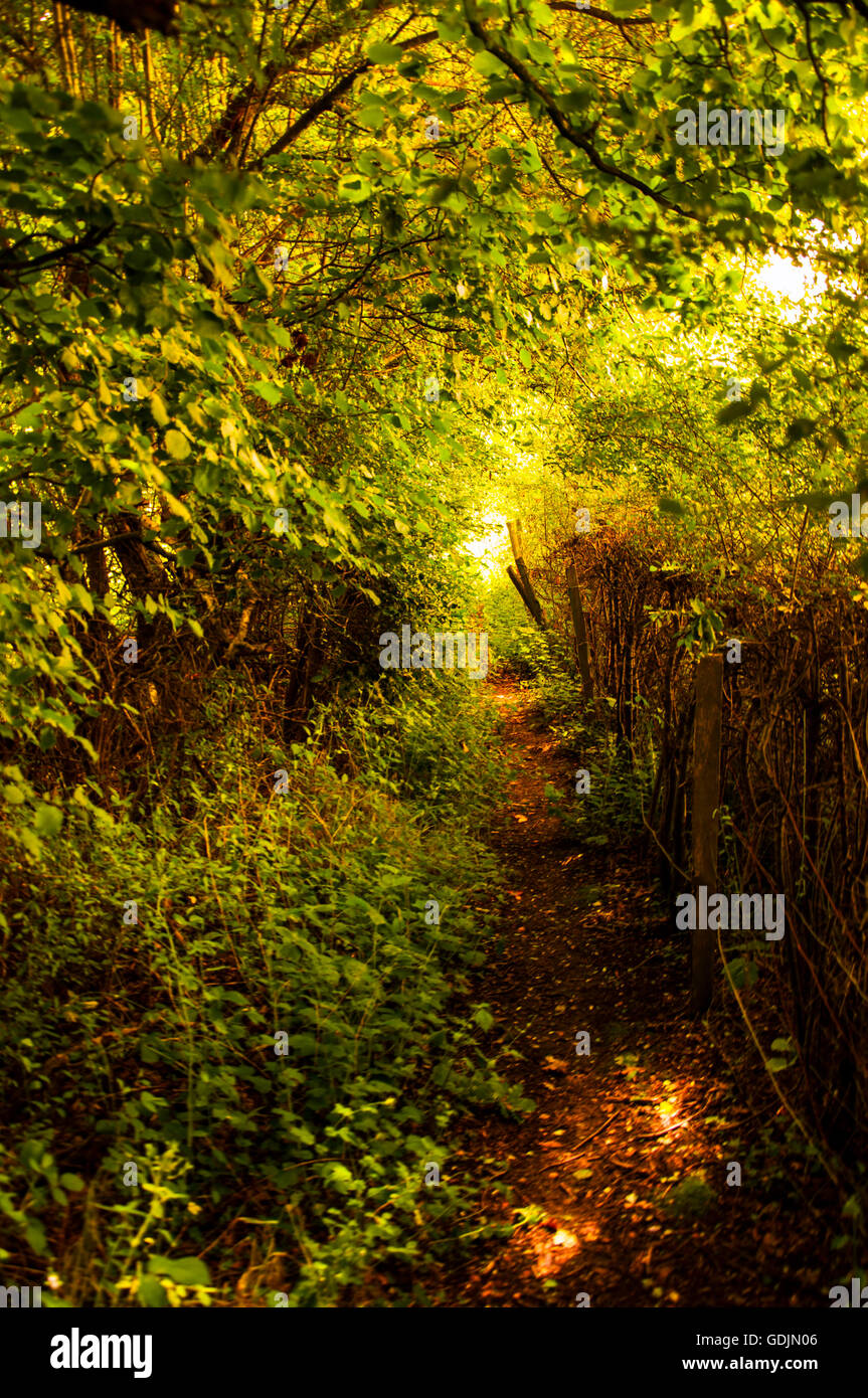 Sunlit path hi-res stock photography and images - Alamy
