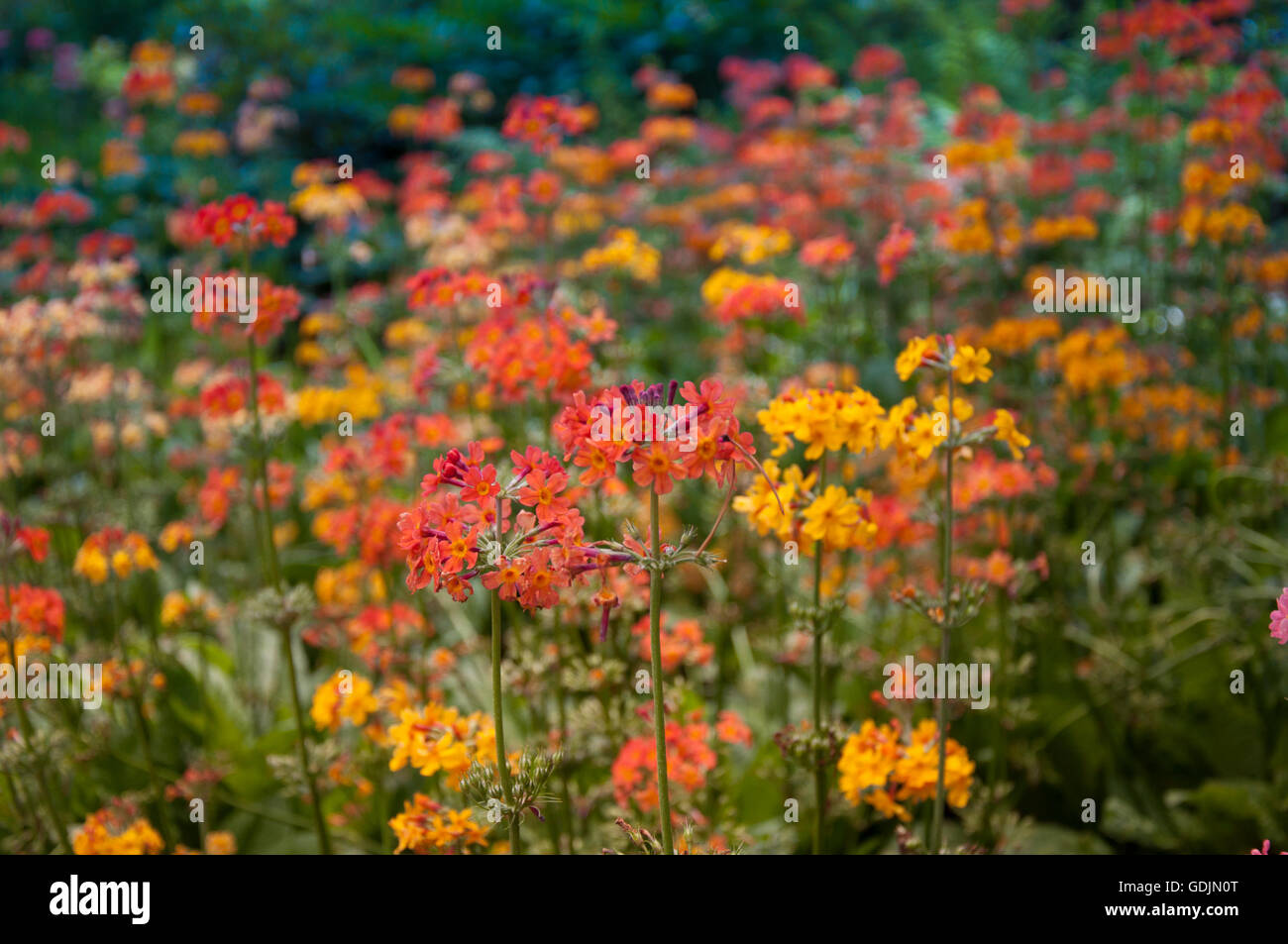 Long stalks of flowers hi-res stock photography and images - Alamy