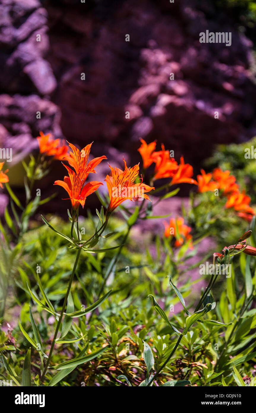 Peruvian lily 'Orange Gem' Alstroemeriaceae Stock Photo - Alamy