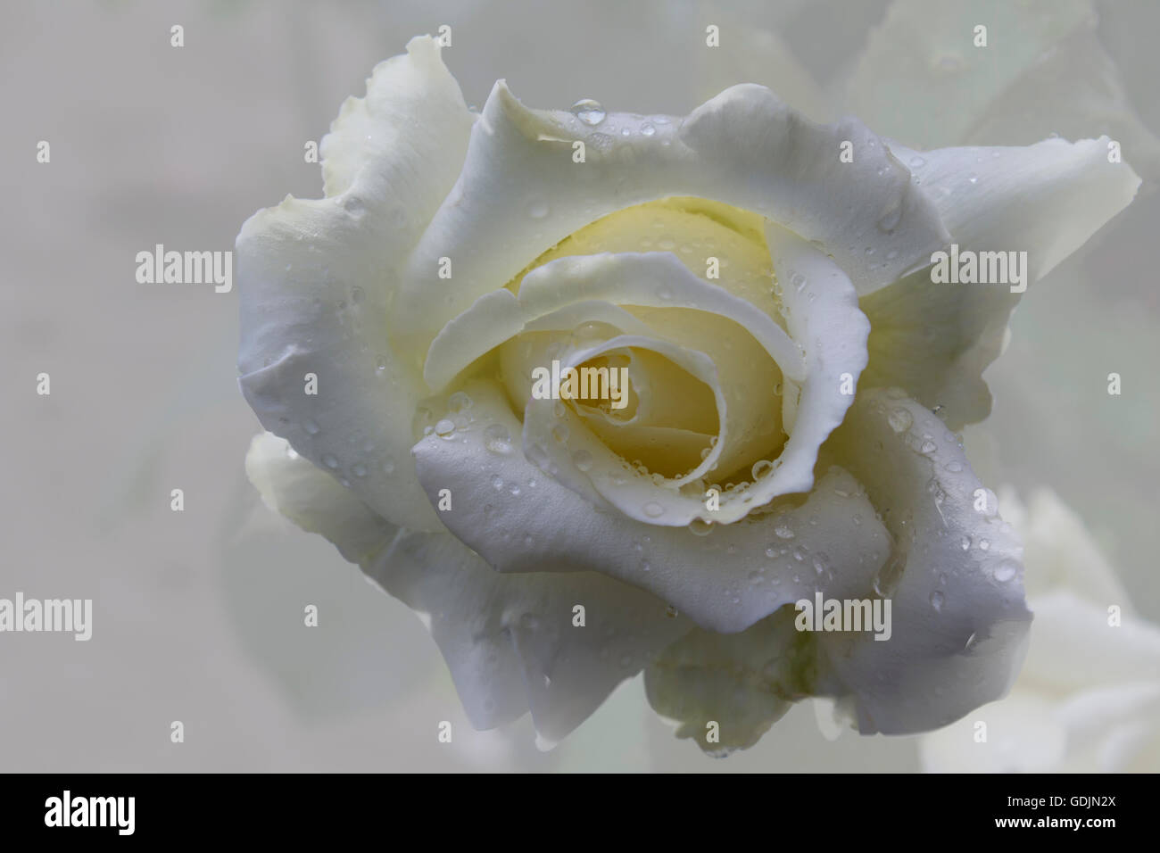 white rose flower with water drops. soft Stock Photo - Alamy