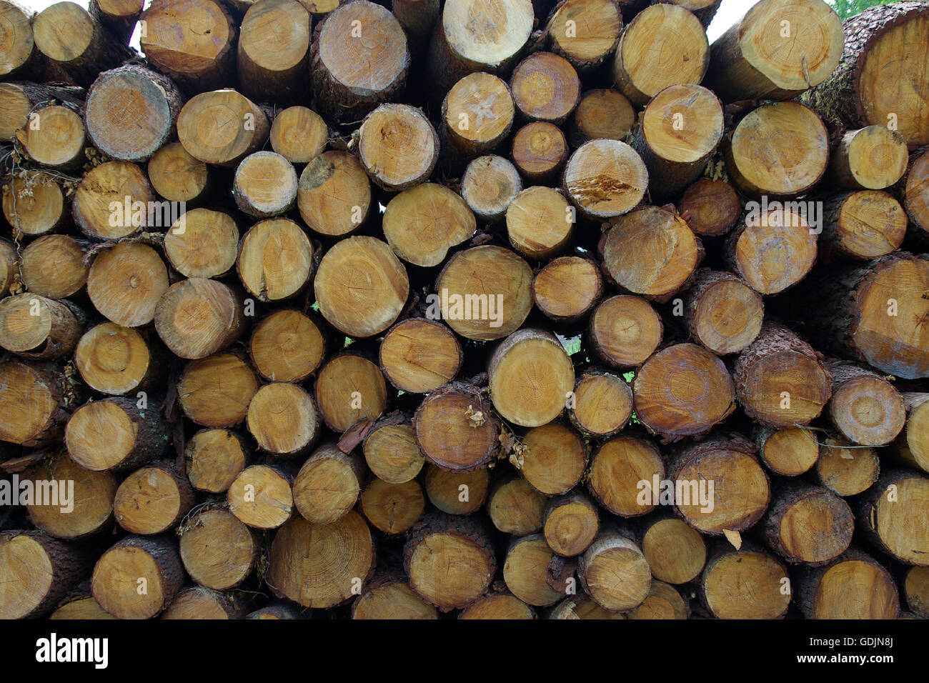stack of sawn tree trunks and stacked ready for use Stock Photo - Alamy