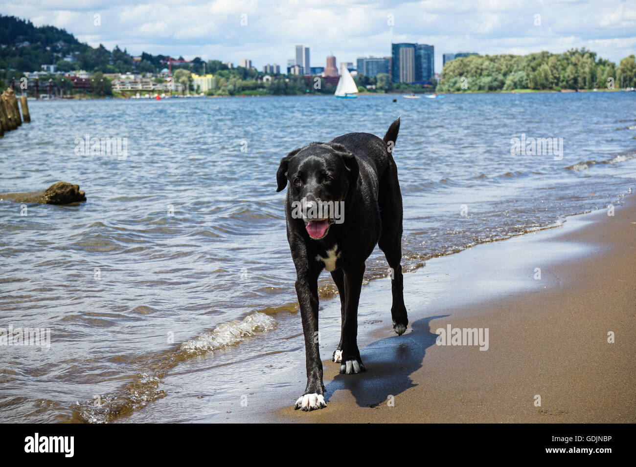 Dogs having fun at the River Stock Photo - Alamy