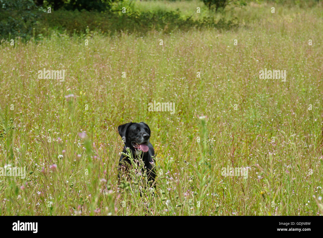 Golden retriever running across bridge hi-res stock photography and ...