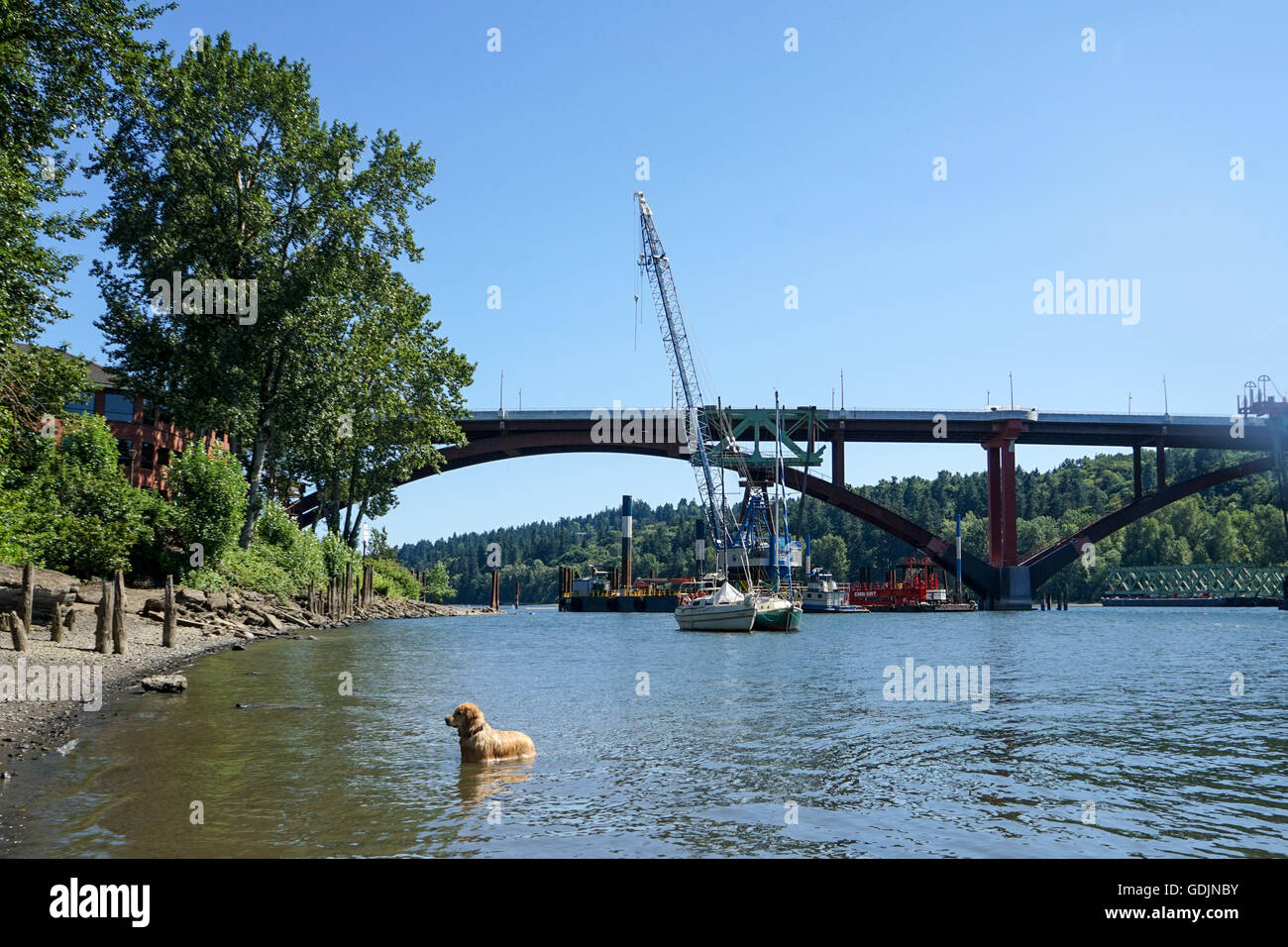 Dogs having fun at the River Stock Photo - Alamy