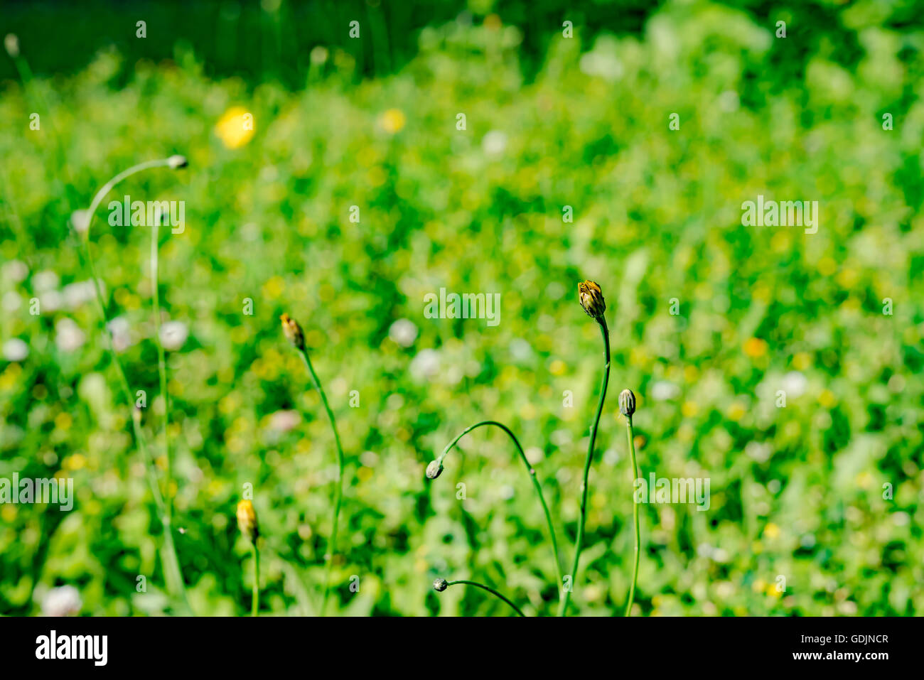 Green pasture field blooming red hi-res stock photography and images ...