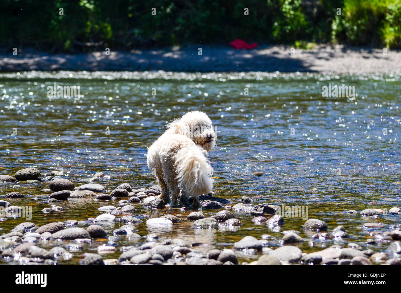 Dogs having fun at the River Stock Photo - Alamy