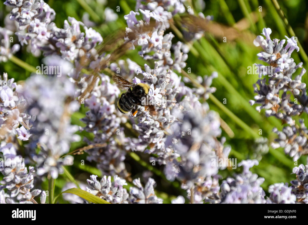 Lavender and bees: a natural combination Stock Photo - Alamy