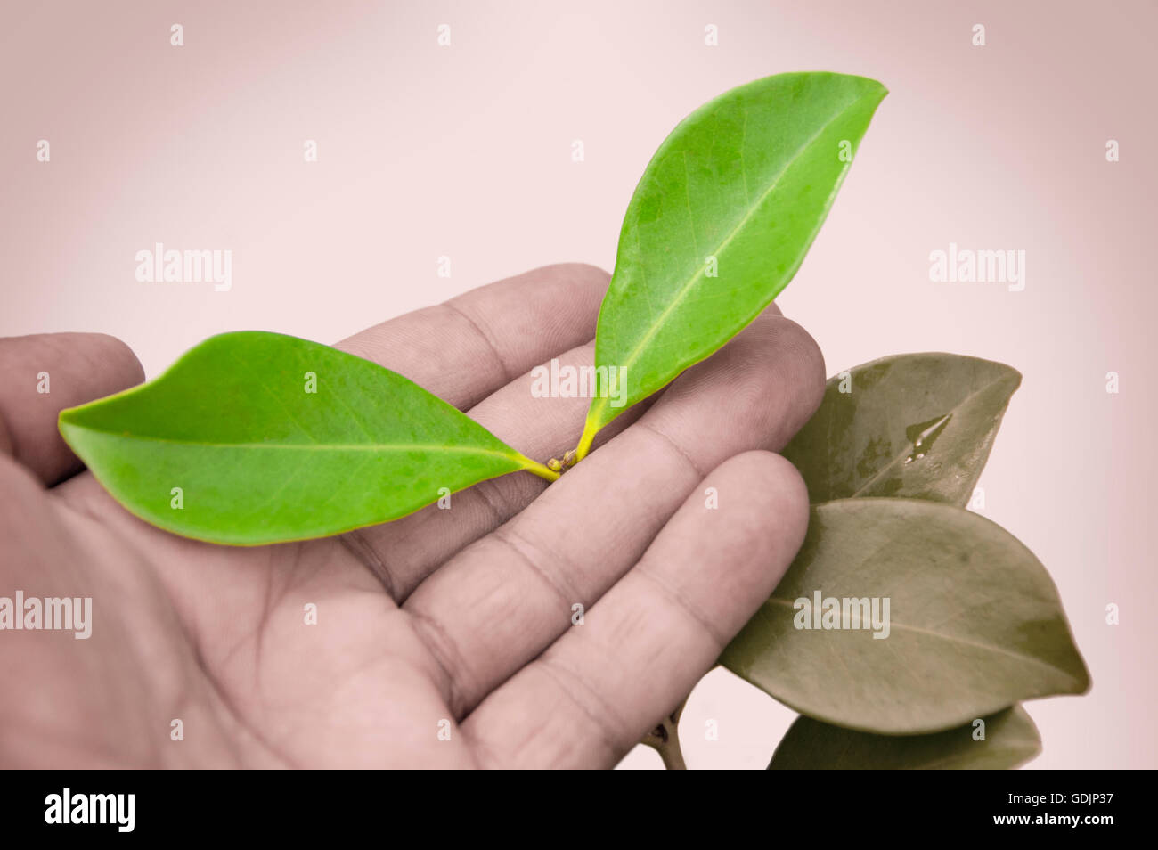 Two young fresh leaves popping out of hand standing apart from the rest ...