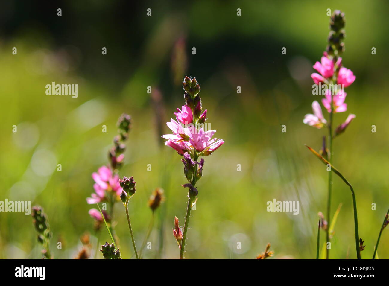 Pink wildflowers hi-res stock photography and images - Alamy