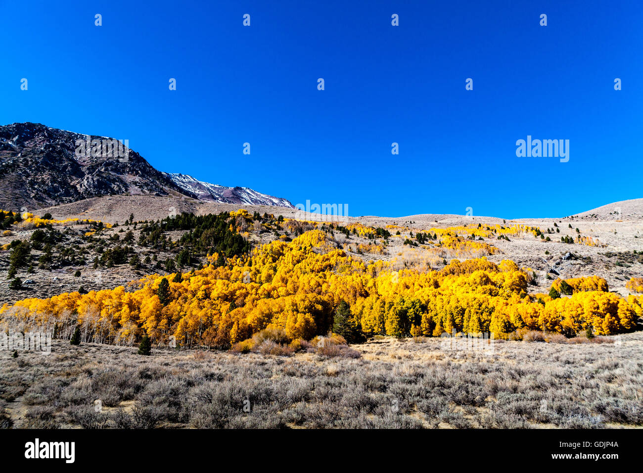 A grove of Aspen trees along California Highway 158 the June lake loop ... A grove of Aspen trees along California Highway 158 the June lake loop ...