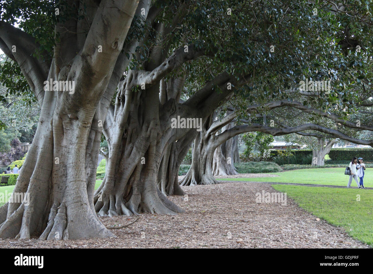 Victoria Park, Camperdown in Sydney, Australia Stock Photo - Alamy
