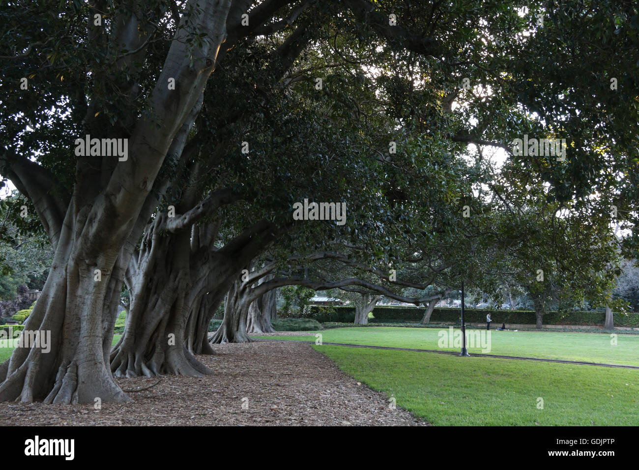 Victoria Park, Camperdown in Sydney, Australia Stock Photo - Alamy