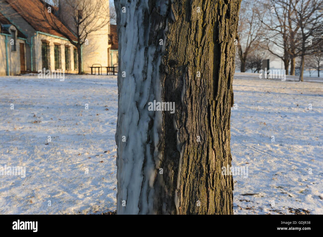 Half of tree hi-res stock photography and images - Alamy