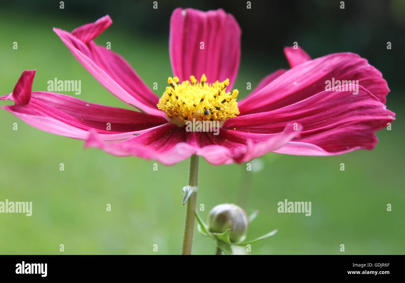 Flower illustrations hi-res stock photography and images - Alamy