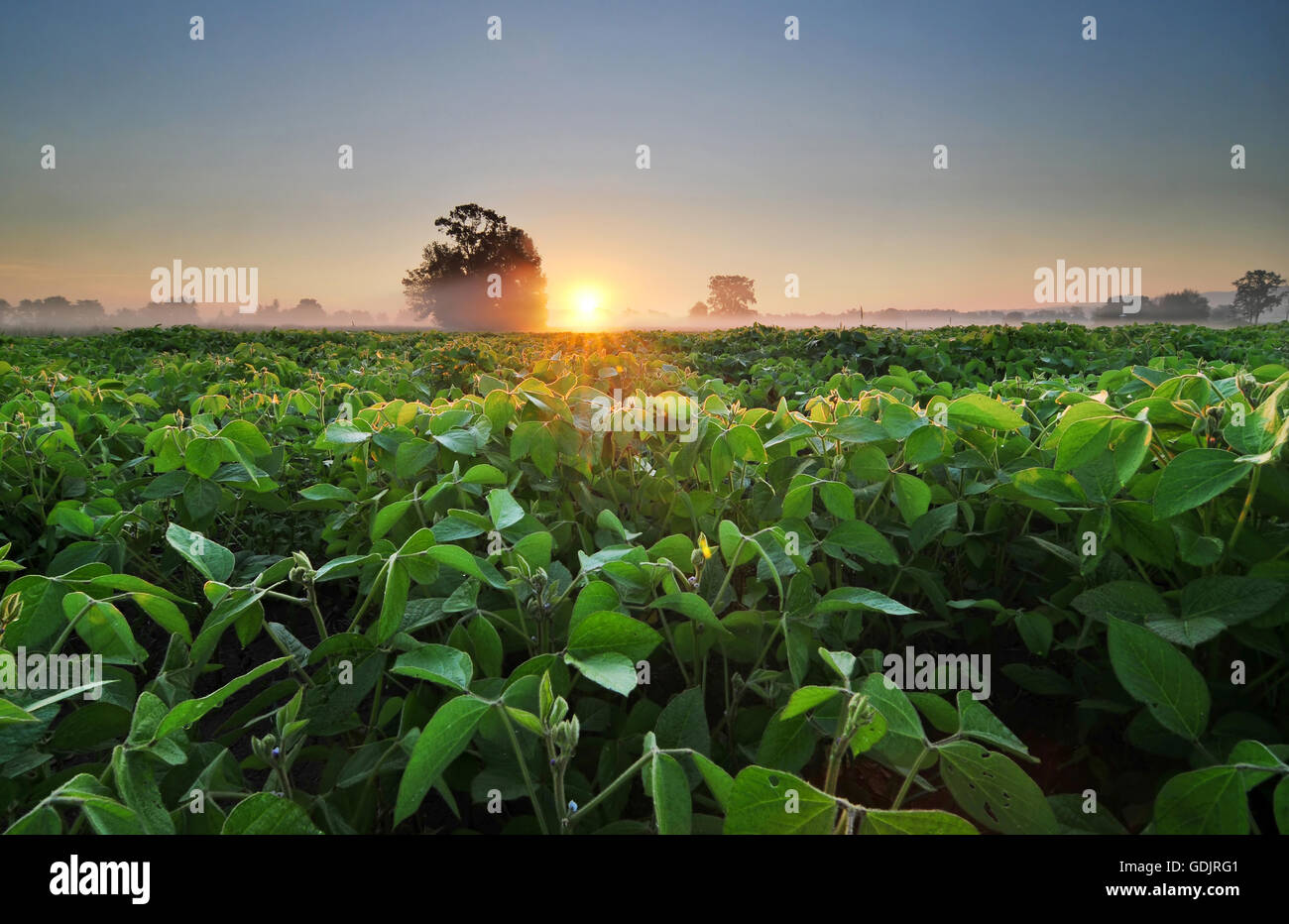 Soybean plant hi-res stock photography and images - Alamy