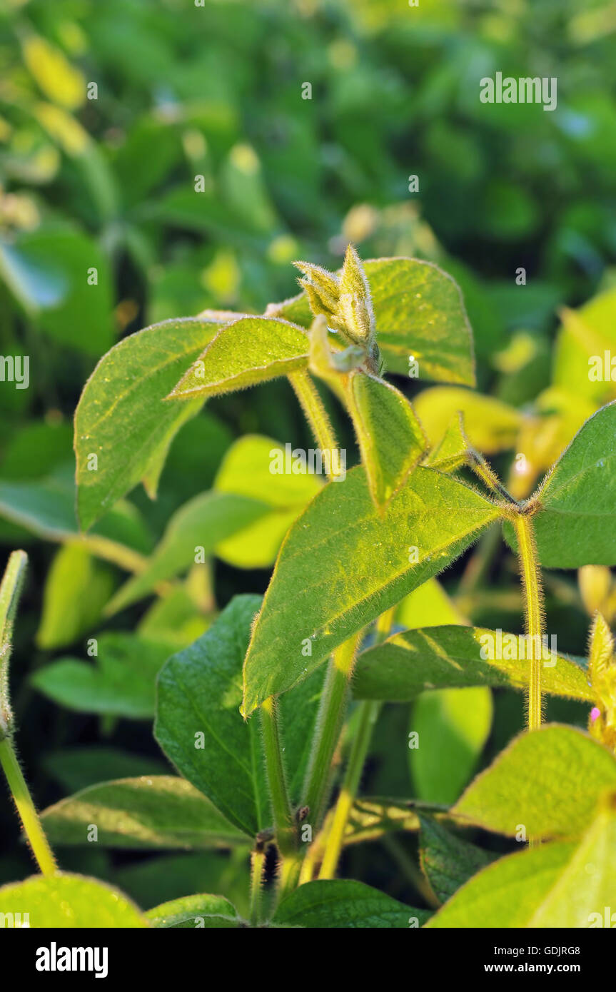 Soya bean plant hi-res stock photography and images - Alamy