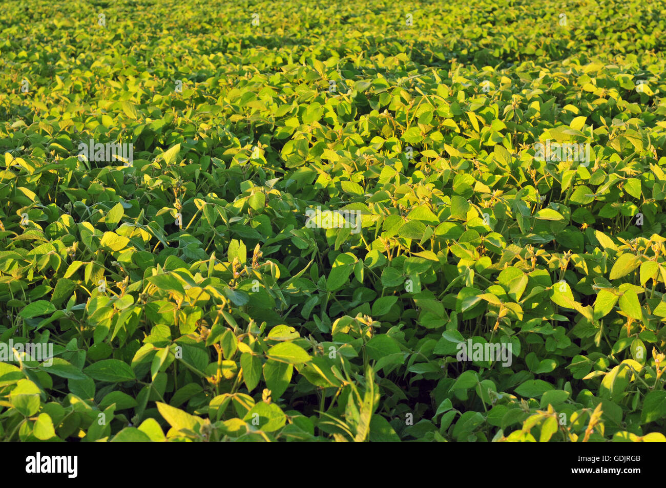 Field at soybean hi-res stock photography and images - Alamy