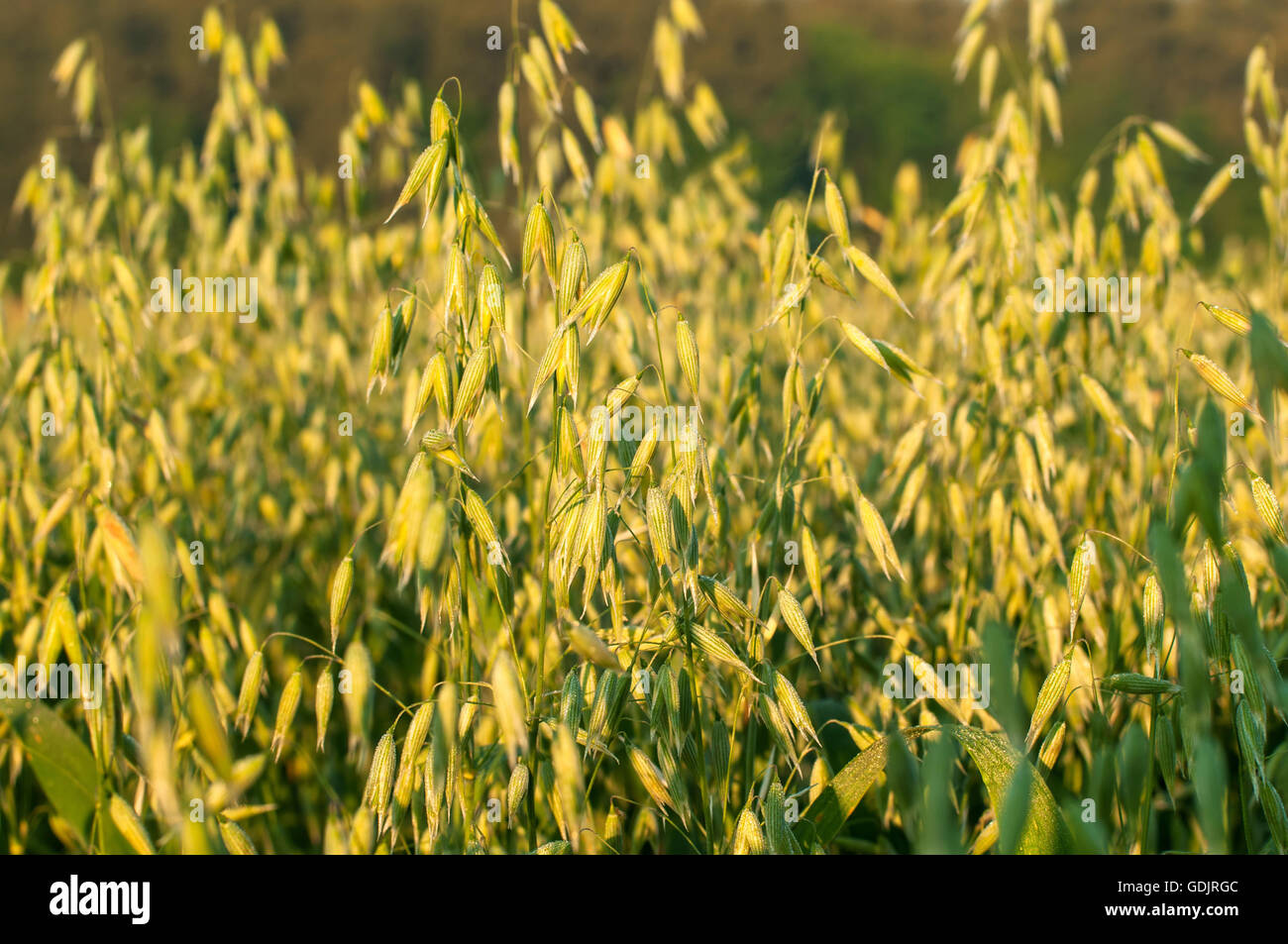 Close up photo of a oat field Stock Photo - Alamy
