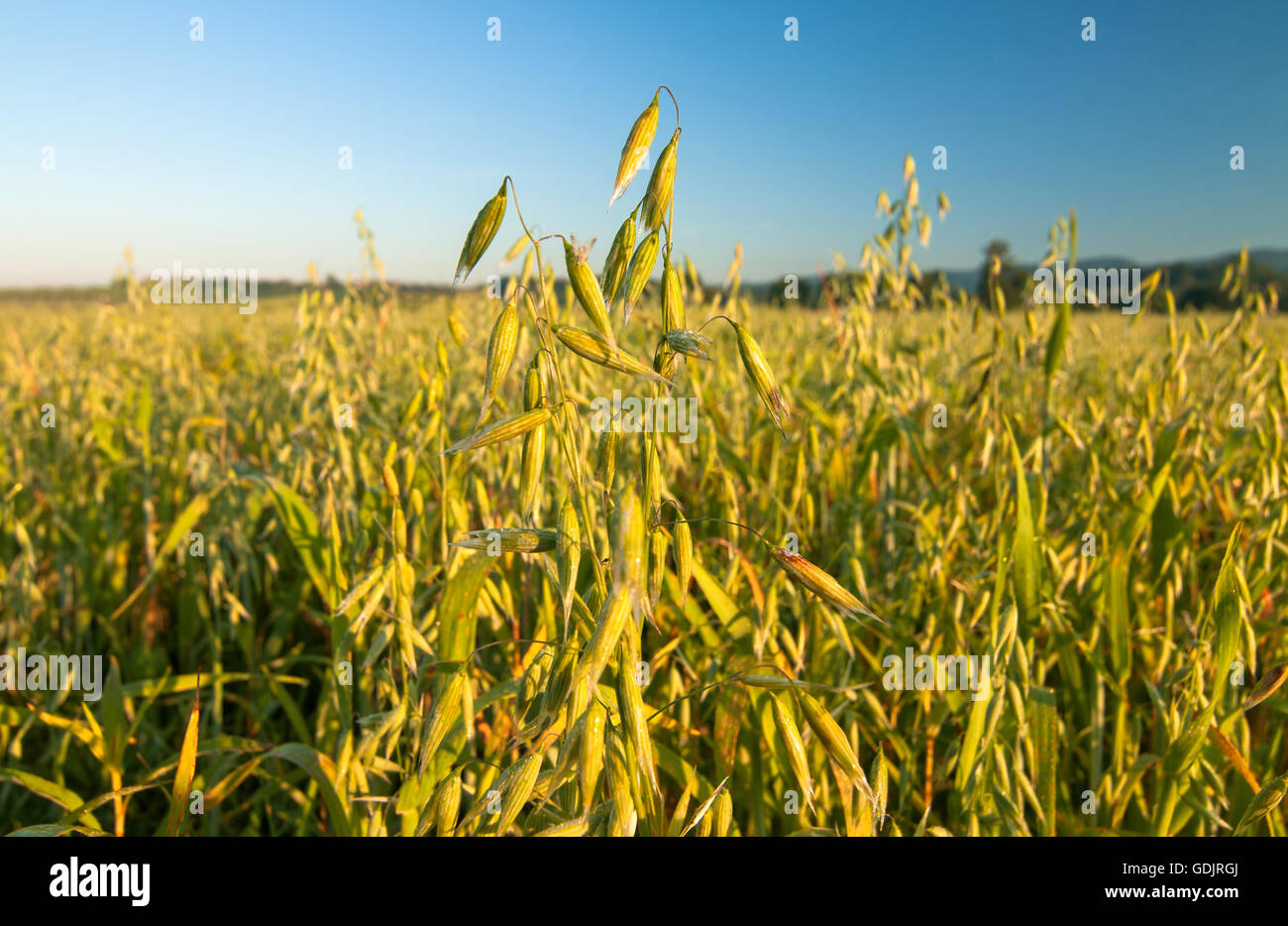 Oat field hi-res stock photography and images - Alamy
