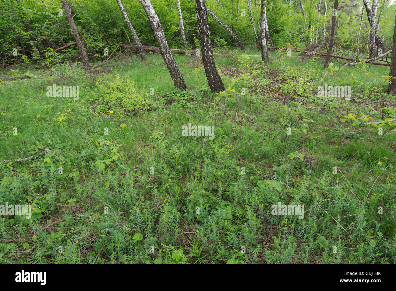 Birch wood with Betula klokovii and Betula pendula in Krementski Hory ...