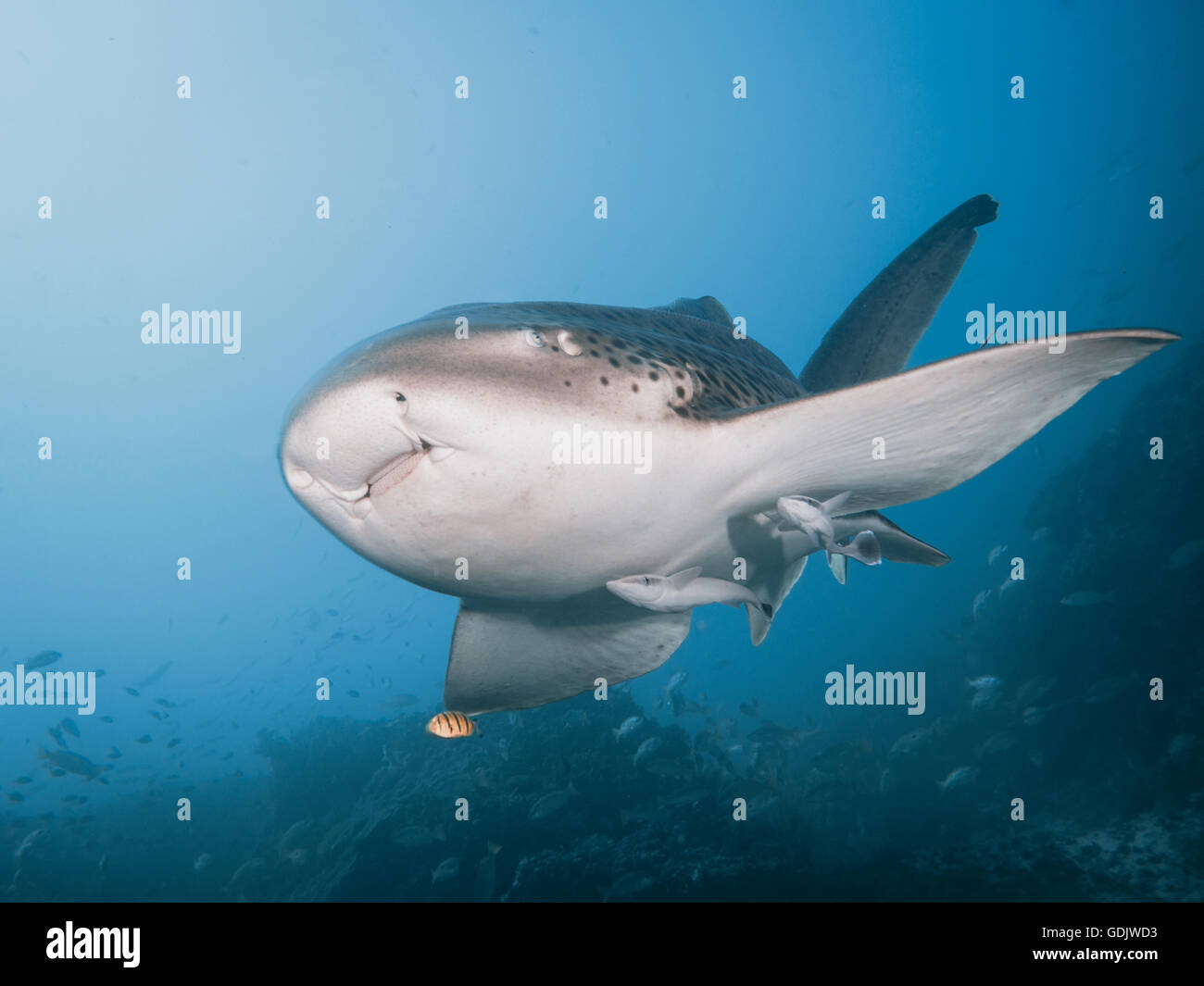 Zebra Shark, Damaniyat Islands, Oman Stock Photo - Alamy