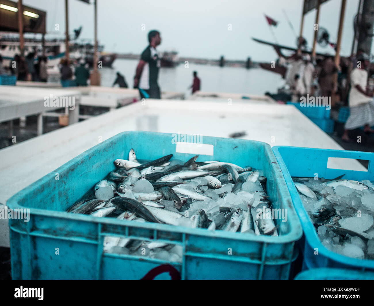 Port Fish Market, Dibba, Oman Stock Photo - Alamy